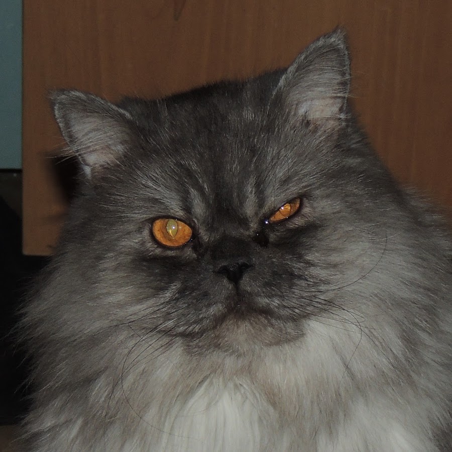 AMLnZu9__XlEPzf4o78RUZ7KJEeFzqlOfoF1ptnExkhl=s900-c-k-c0x00ffffff-no-rj