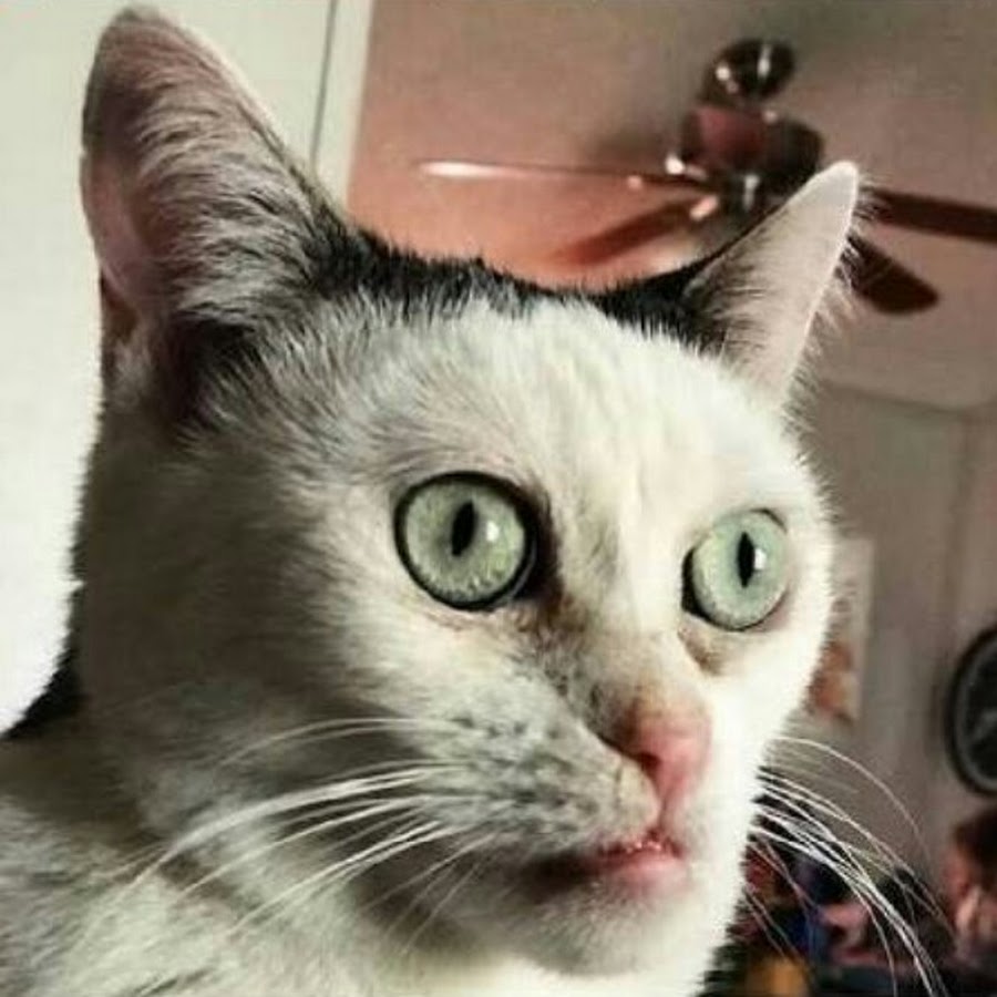 AMLnZu9e1tlxylkzeFpYNey56WsI-PV0GQCcFKGLqcC9xg=s900-c-k-c0x00ffffff-no-rj