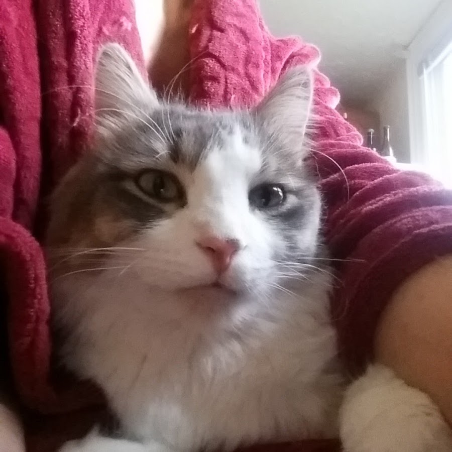 AMLnZu9gSsmJ_nHJ12Ed9xfCUwdmOZAiBOX1FgSgJWdkmA=s900-c-k-c0x00ffffff-no-rj