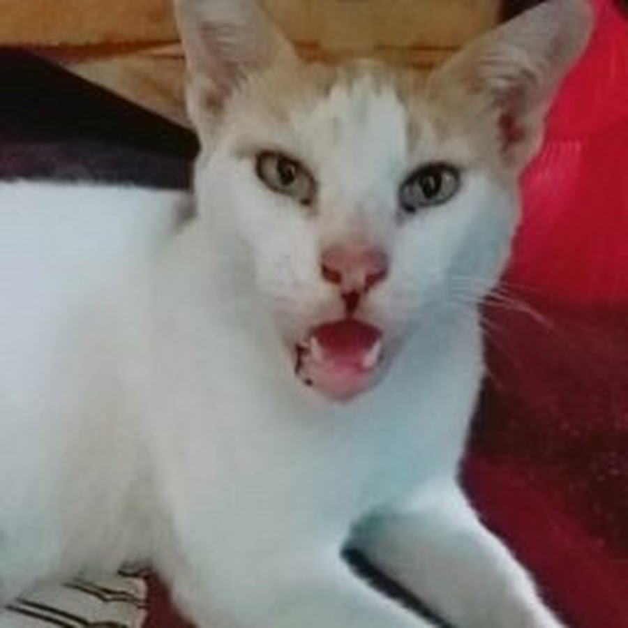 AMLnZu9mXklrSLCA7cEbhr4tq_Ou9qq_FRz7zpYq18C-=s900-c-k-c0x00ffffff-no-rj