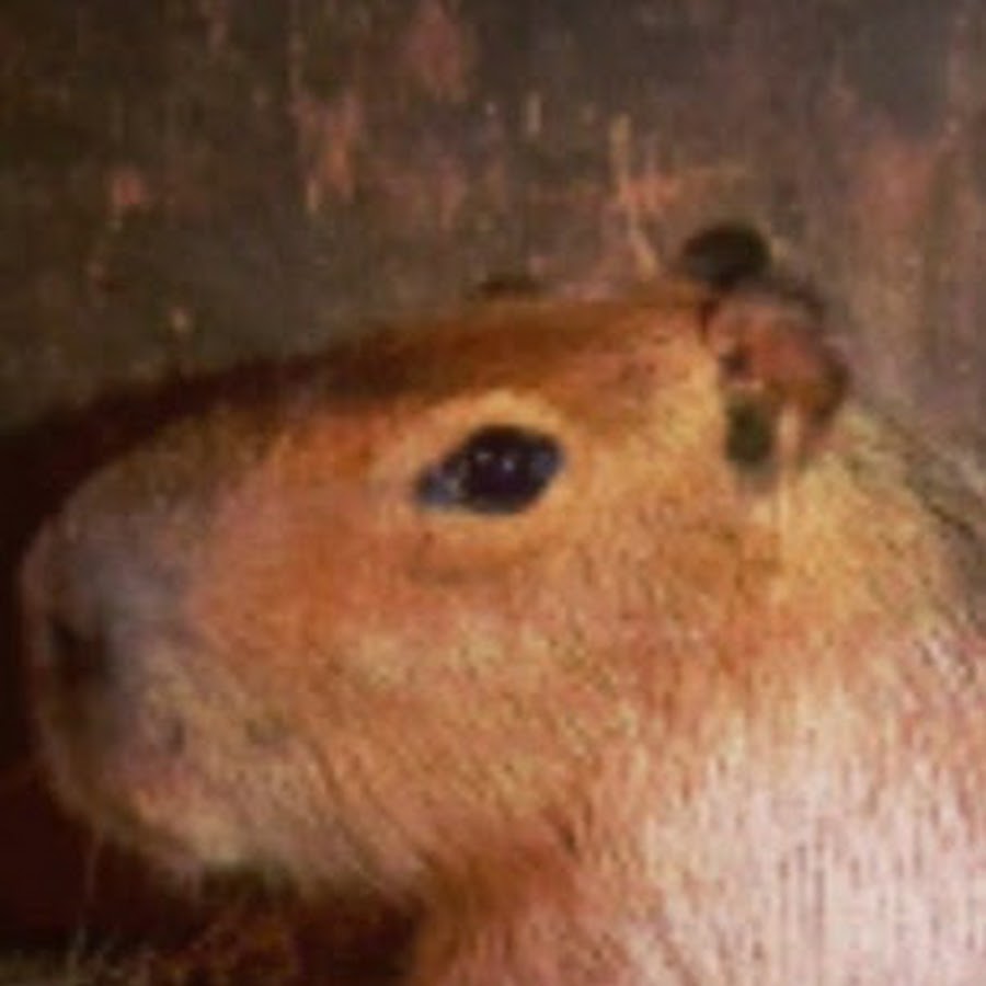 AMLnZu9qv0uENAkzO2idk0epY5ws0DzWXP17hJuRJhsX=s900-c-k-c0x00ffffff-no-rj