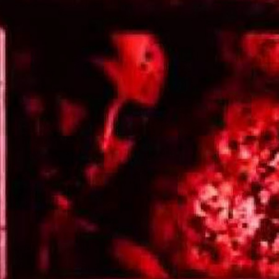 AMLnZu9rQx0y6G_C9Pa0HPfqnhPkS8-APxB3z39m5Gr8=s900-c-k-c0x00ffffff-no-rj