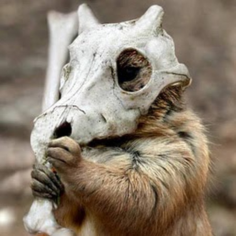 AMLnZu9raK2_8OEtHfrYxNYQ_pzz_8Dn_V4diossivSlQA=s900-c-k-c0x00ffffff-no-rj