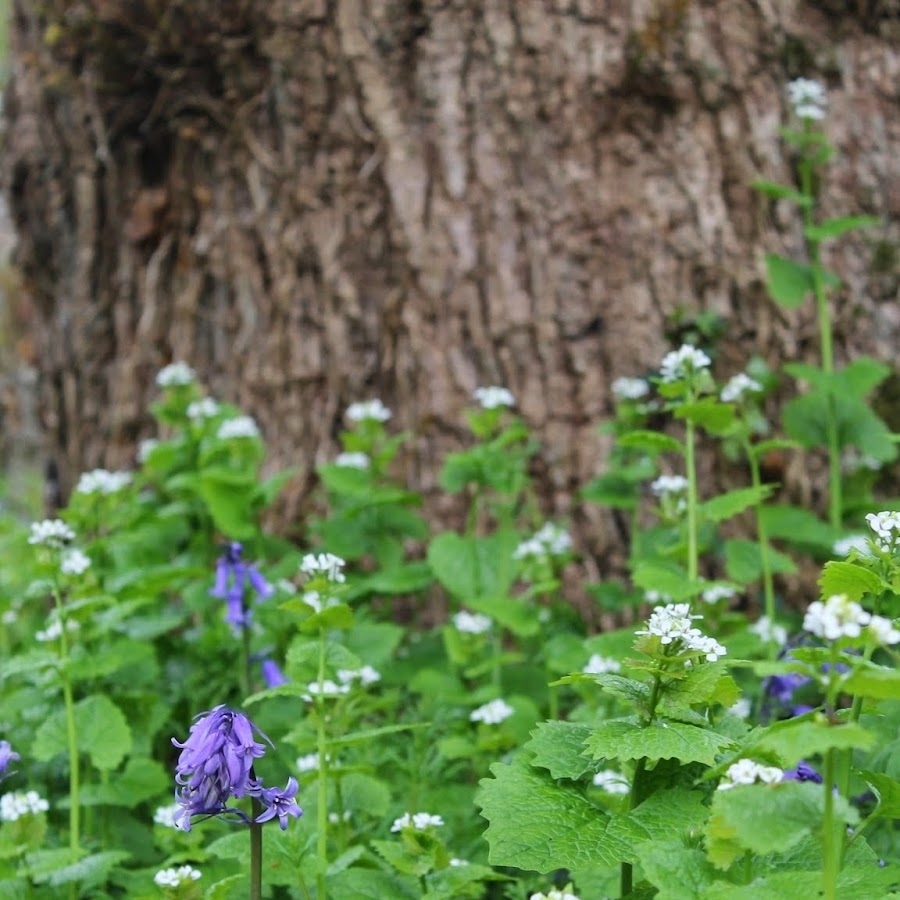 AMLnZu9wYVKId0Ptc3_lxRmlwjmcdeKJ42gyisMmcTzS5Q=s900-c-k-c0x00ffffff-no-rj