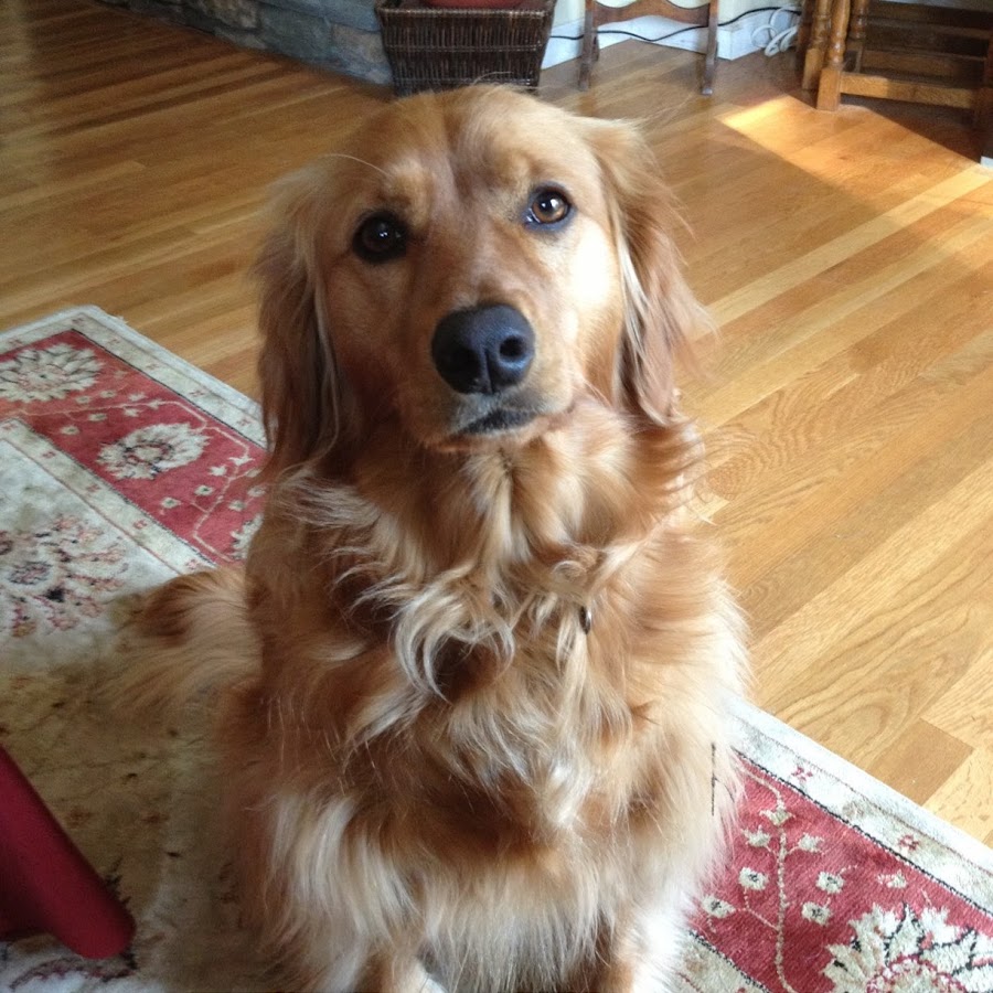 AMLnZu9wahtniKB1ed5JJneZHVC9ZKbeLGSjAfsQgw=s900-c-k-c0x00ffffff-no-rj