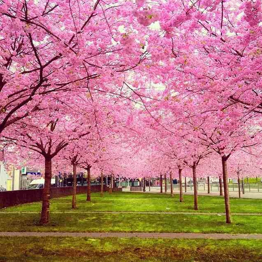 AMLnZu9yOFC0gj5xD6VhxFrdNTZehx1_TLF6gS4b5Hff_g=s900-c-k-c0x00ffffff-no-rj