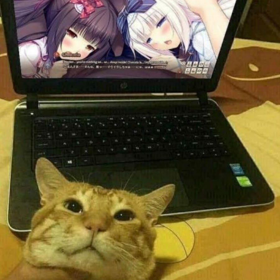 AMLnZu9yewZZwzP61LpdAECiTA_wsWyUX7KQ7o_oH3VoBQ=s900-c-k-c0x00ffffff-no-rj