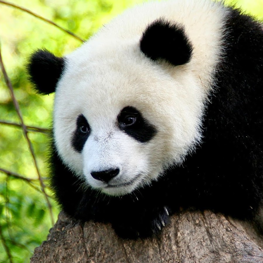 AMLnZu_2m9wcD0Z-fUiwyRnDh5pvzUVG8rnCQDqvVA71=s900-c-k-c0x00ffffff-no-rj