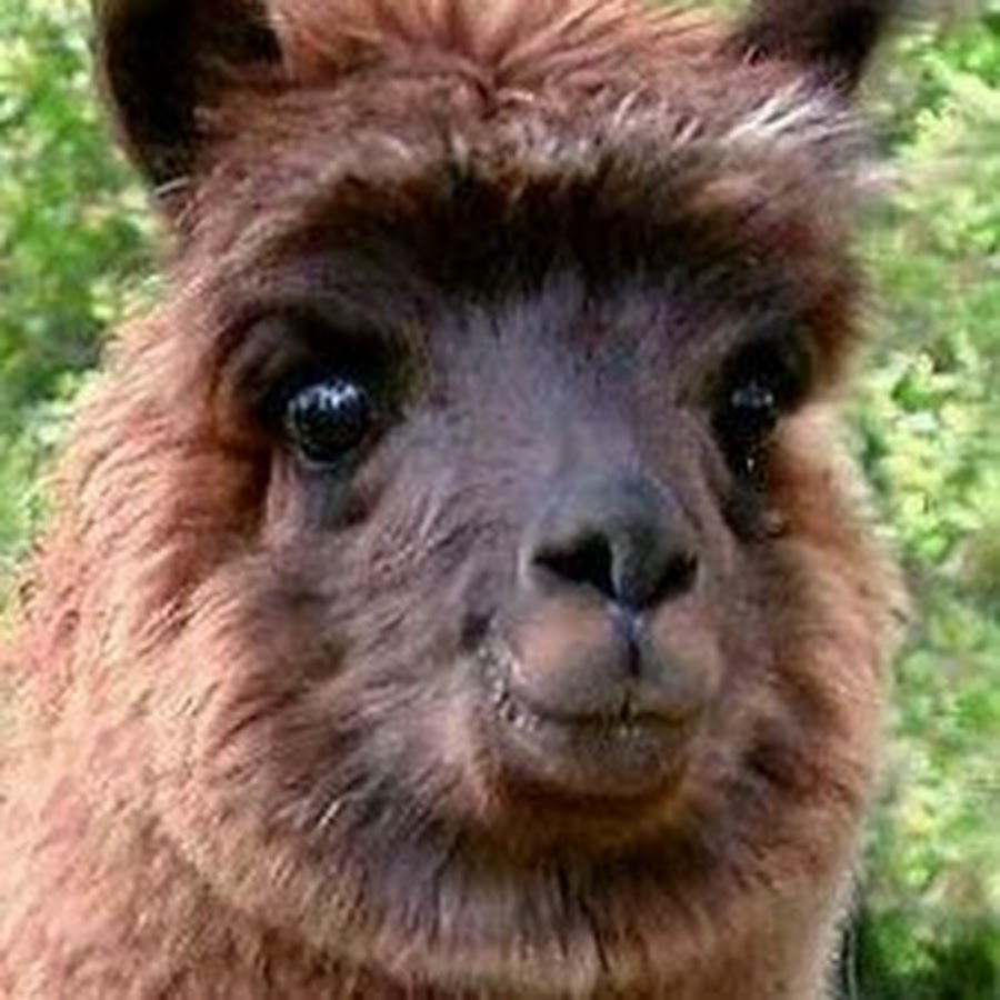AMLnZu_3CohxnB4xTd3SEfBflzzZPUz0Q7iN3vLOSvCD1Q=s900-c-k-c0x00ffffff-no-rj
