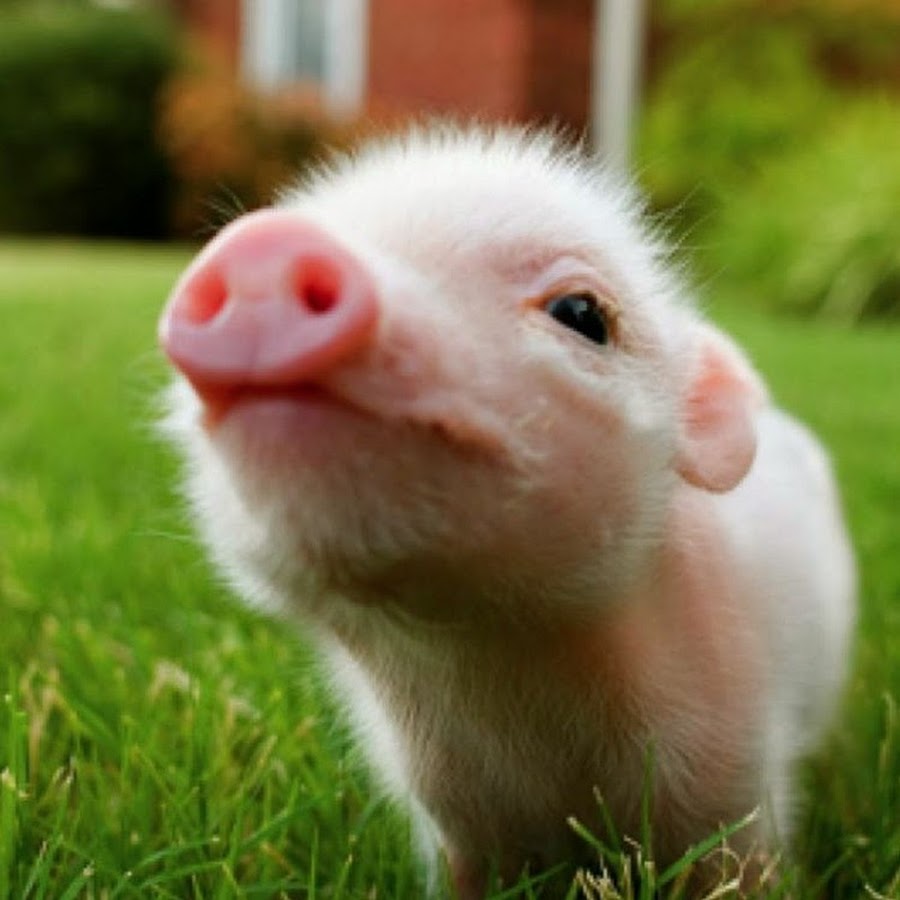 AMLnZu_5-01nBwdBMFzu1CK1PoyIWist9eGZnxB5wQGEmQ=s900-c-k-c0x00ffffff-no-rj