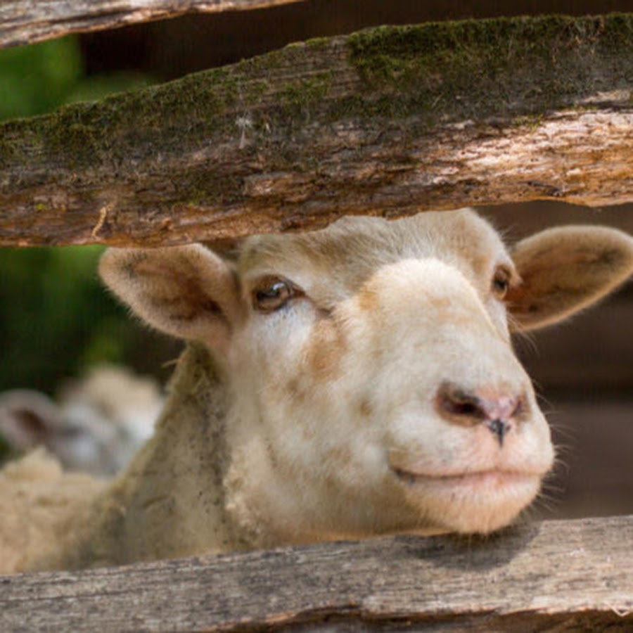 AMLnZu_9CH41DhRVUP2QjeVygxic6rq9Hlntgc1LSa0q=s900-c-k-c0x00ffffff-no-rj