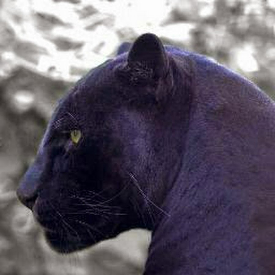 AMLnZu_AhYp55Zzlm42J7gZLKq7eoKaA-0qf3GPuyea7=s900-c-k-c0x00ffffff-no-rj