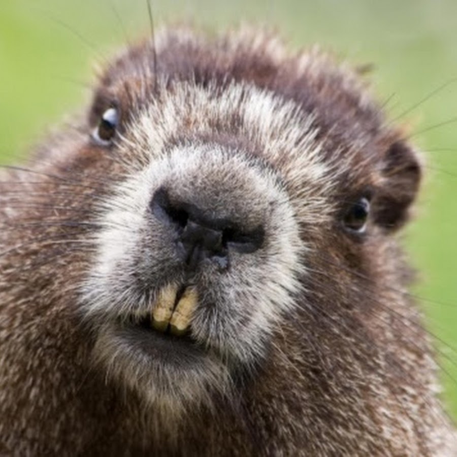 AMLnZu_BMAFi_PUsvIO_a24cIHldwoPImsg0chW-jH4w2A=s900-c-k-c0x00ffffff-no-rj