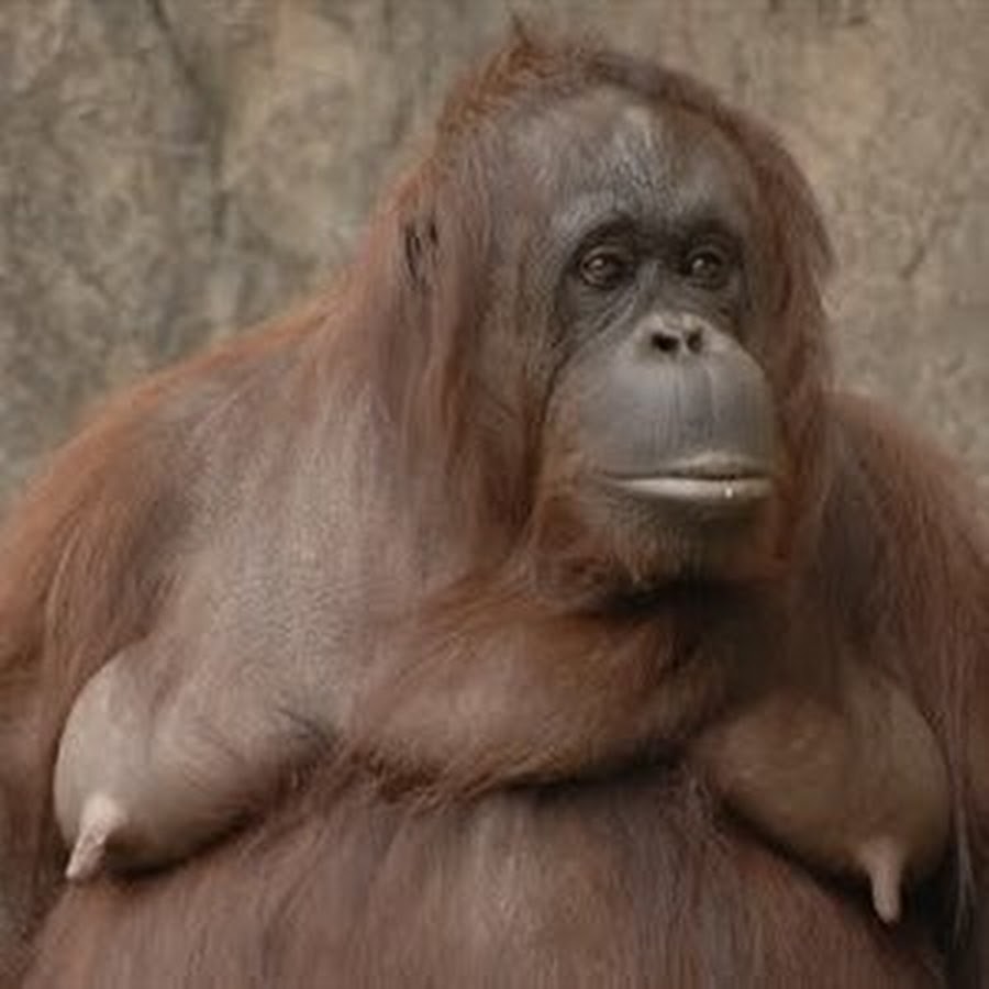 AMLnZu_EeciStgiWPrlPfo2rgAVmWZoXXtNZNmtOGXGG=s900-c-k-c0x00ffffff-no-rj