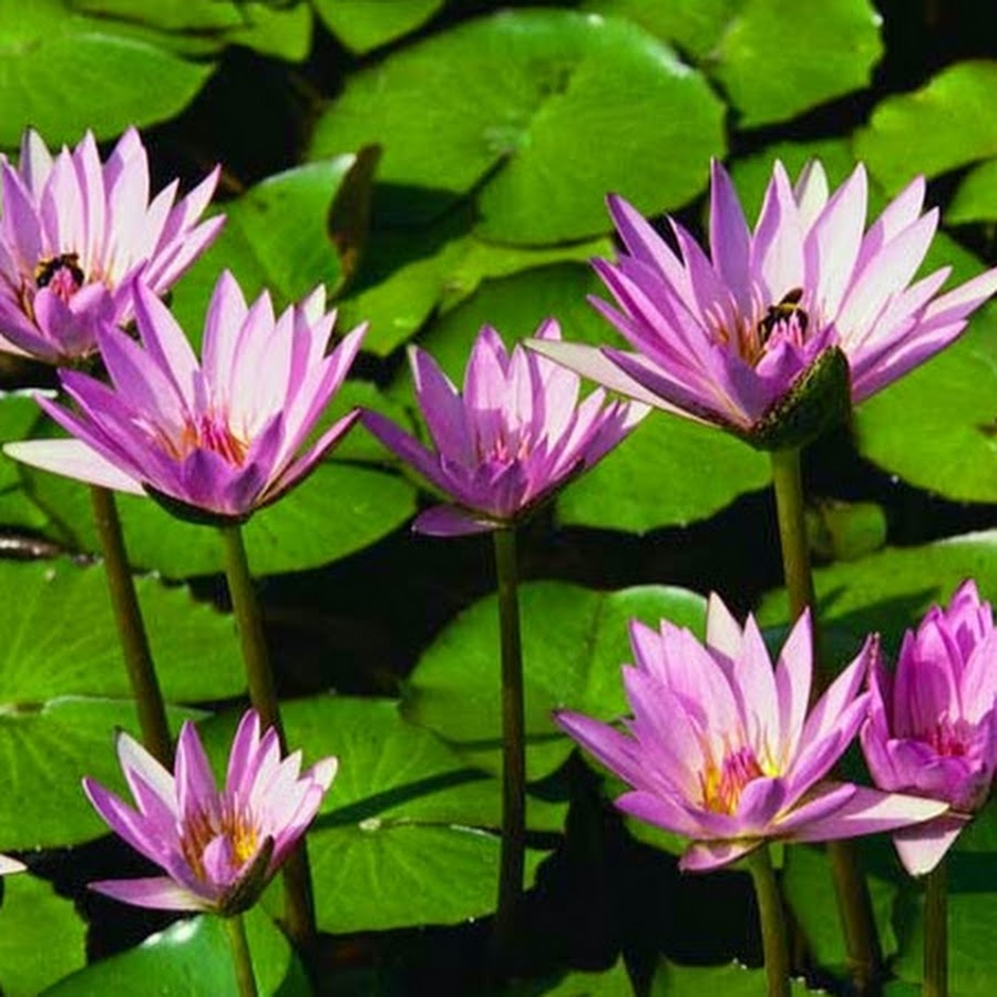 AMLnZu_FaRlxC4Z70S2Omr5bCT7fDldUGD9wgPgP4miOpw=s900-c-k-c0x00ffffff-no-rj