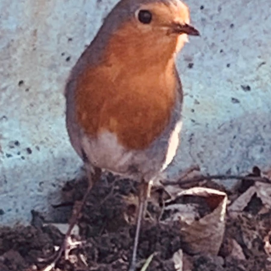 AMLnZu_JFYoTahntk2zeQnc2IIKEPj-HGu_I_V1zd1mc=s900-c-k-c0x00ffffff-no-rj