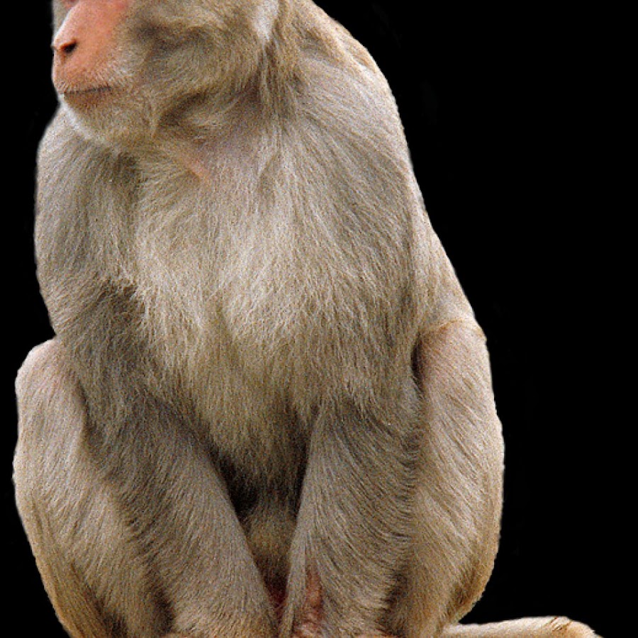AMLnZu_Jec4xMo038Gr6uOsx1WeBD6HiQX-_POscrbOu=s900-c-k-c0x00ffffff-no-rj