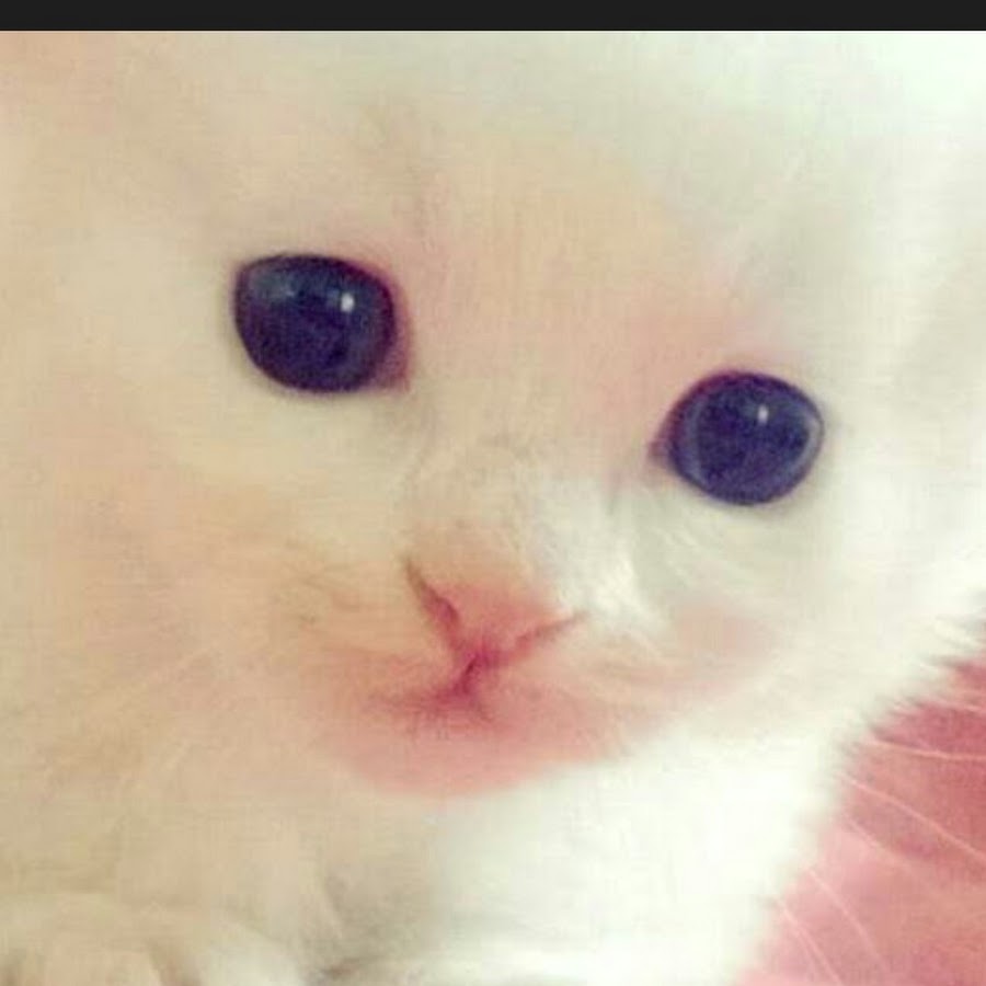 AMLnZu_O2DffWNol24K0WVi_3-E2iGbynDRrM3_d3l0F=s900-c-k-c0x00ffffff-no-rj