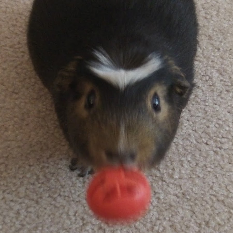 AMLnZu_P7-I3kqNSDrgUjWhuD3DHivq6ppKF9kac3bjr=s900-c-k-c0x00ffffff-no-rj