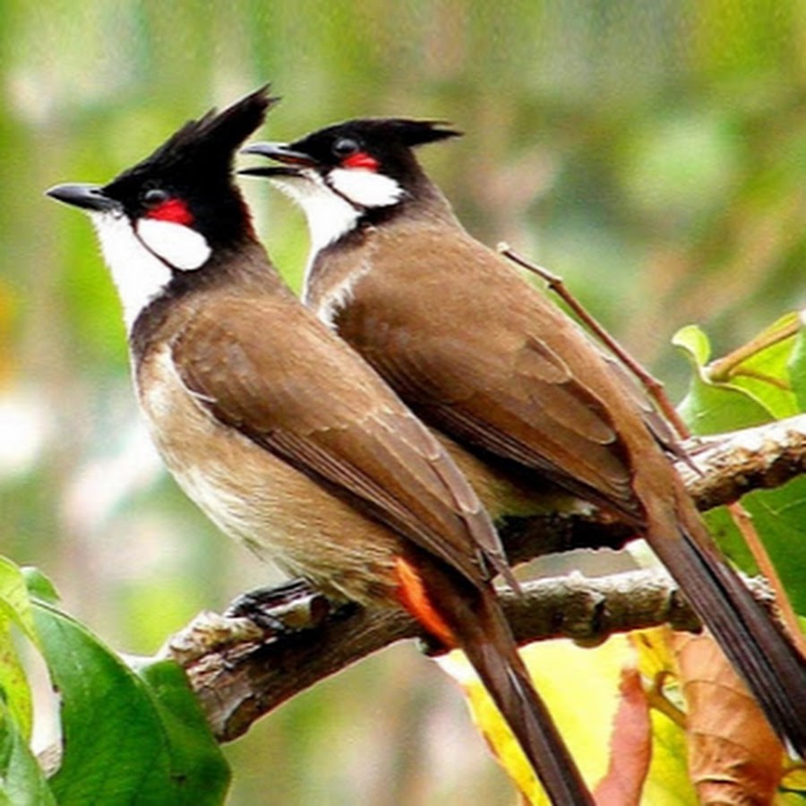 AMLnZu_V105KPDXA-ylhLkHhVUi0p4yPW7APBbZiCfUV=s900-c-k-c0x00ffffff-no-rj