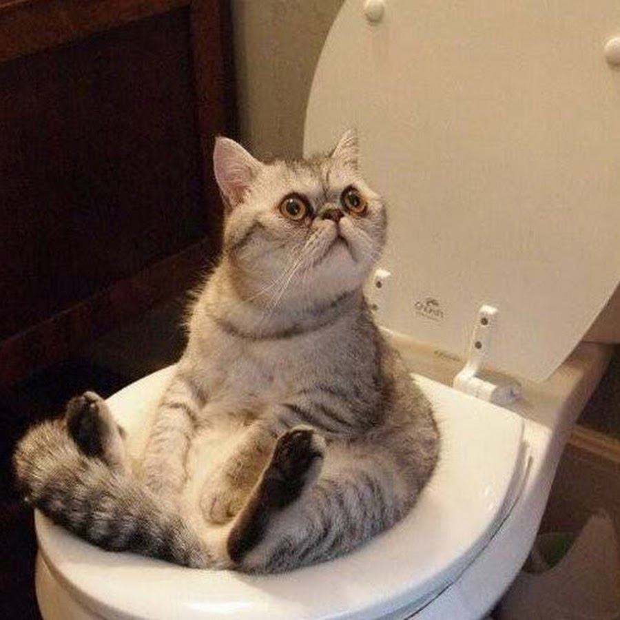 AMLnZu_Y_lzt0UpJVZubw_6fMnyhXAJkeklOVlW5SKuk=s900-c-k-c0x00ffffff-no-rj