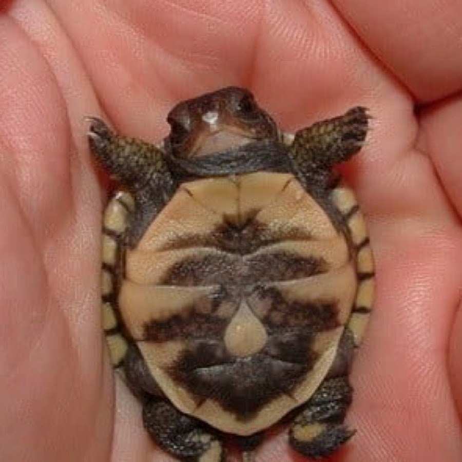 AMLnZu_ajHnADtMFm4jxuUR7FZXKdyZTo_Mn4NeP1I5M=s900-c-k-c0x00ffffff-no-rj