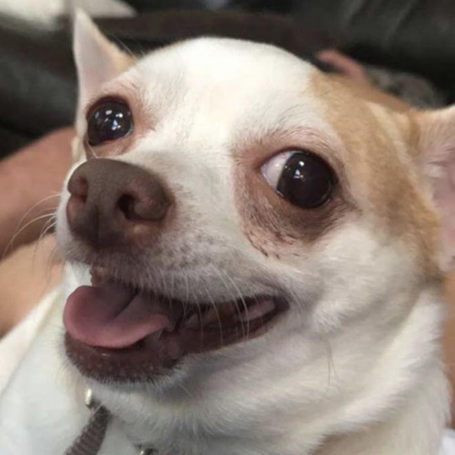 AMLnZu_kOaQGBD-k3sJQnGigYCLWdRStE2xhDLRYMsjK=s900-c-k-c0x00ffffff-no-rj