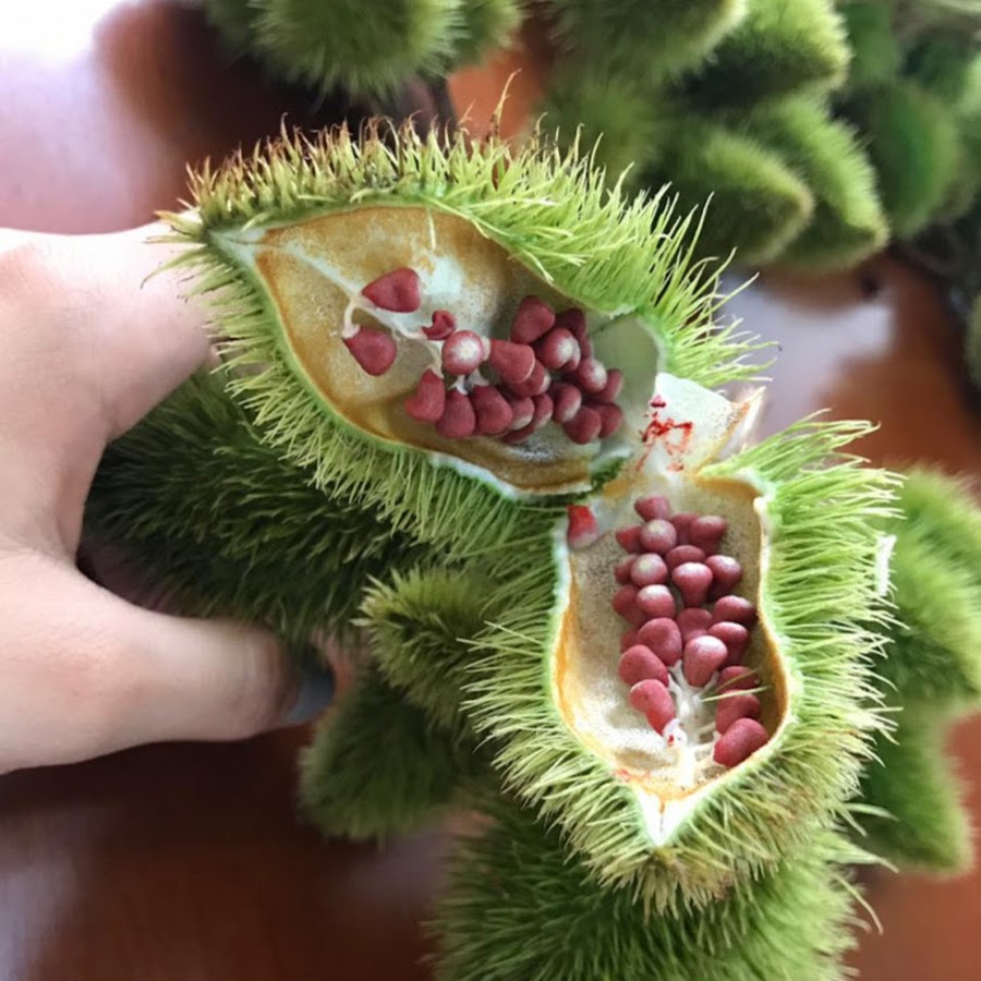 AMLnZu_nUIlP_WGPHTT_5-r0MdBkQSBUjCjZJpPwJzyHaQ=s900-c-k-c0x00ffffff-no-rj