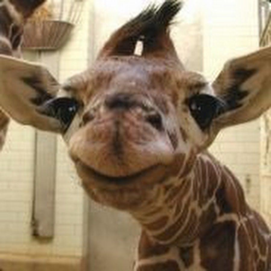 AMLnZu_phr7RmRcFrIFXANxBSBCGBb2VF1OG-4M7PWGY=s900-c-k-c0x00ffffff-no-rj