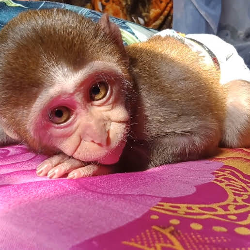Post from Monkey Ari