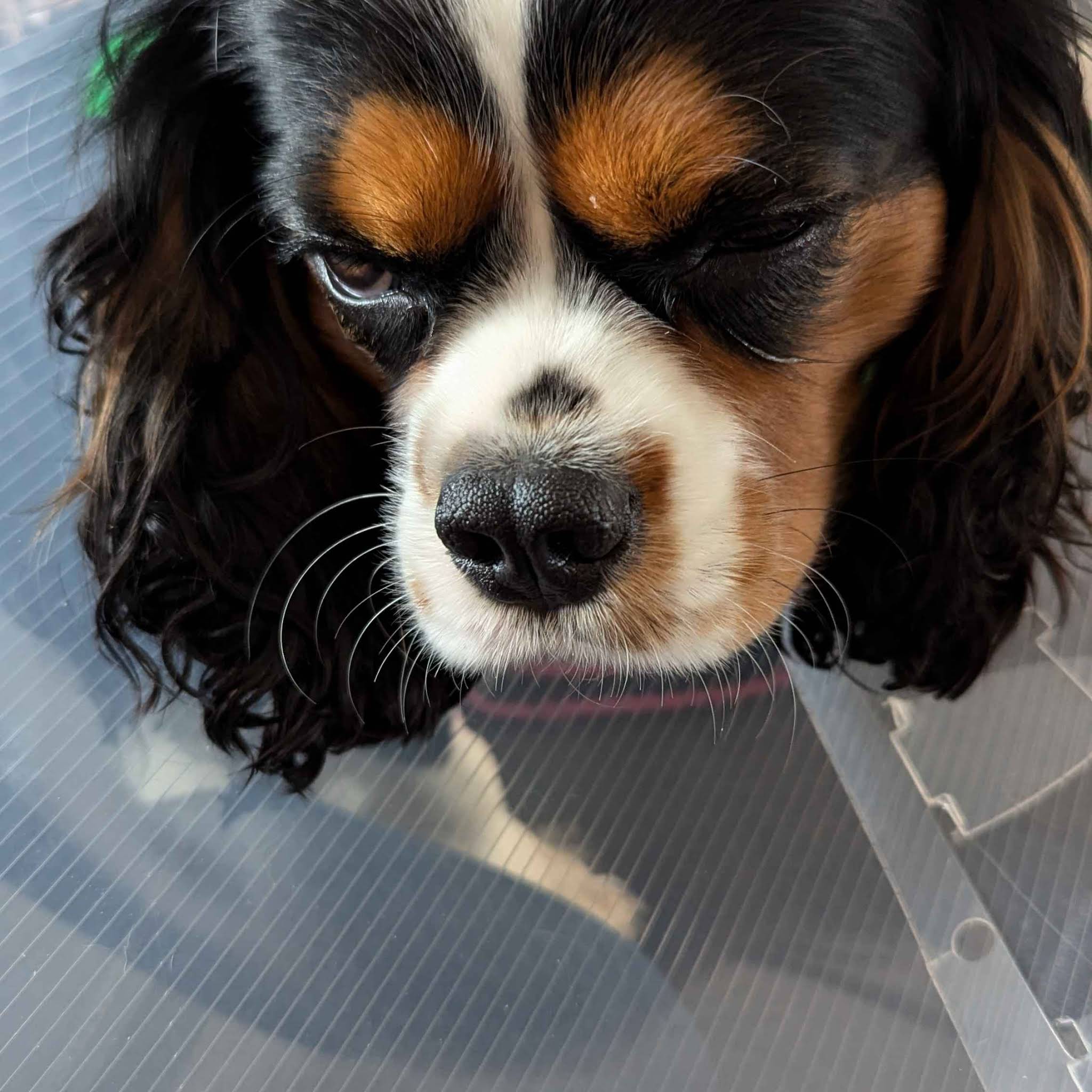 Post from Princess Dulci ASMR