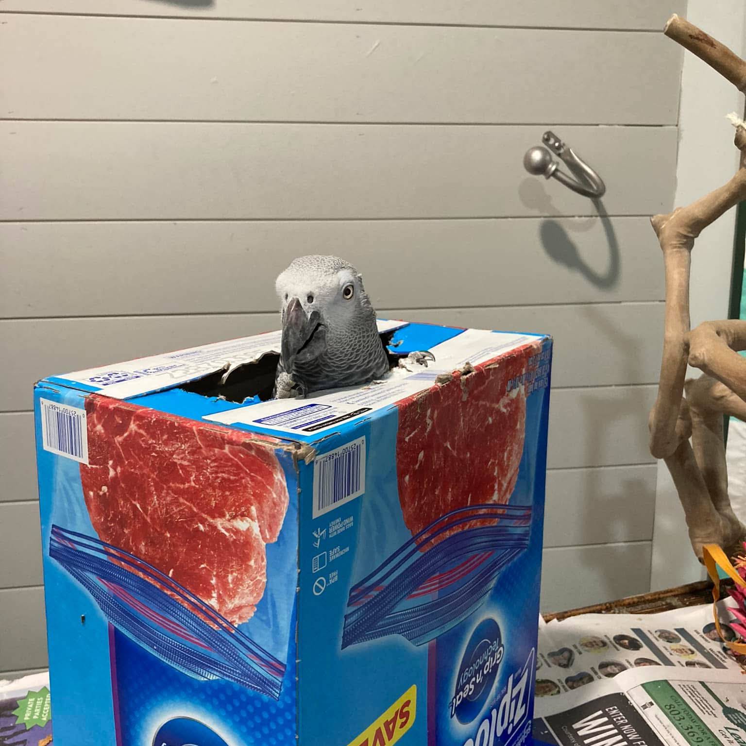 Post from Buster The Cockatoo