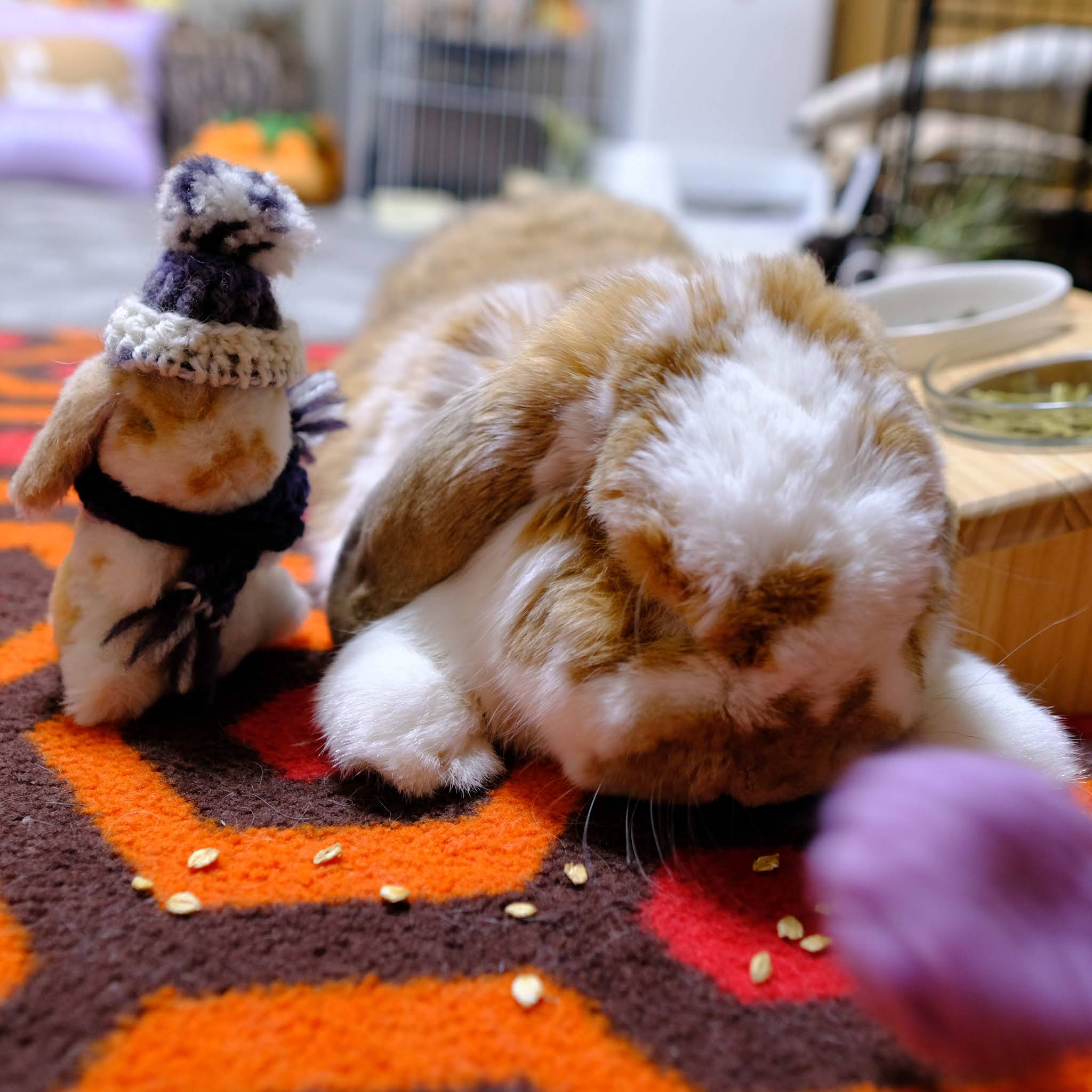 Post from French Lop's Gajumaru TV [Rabbit]