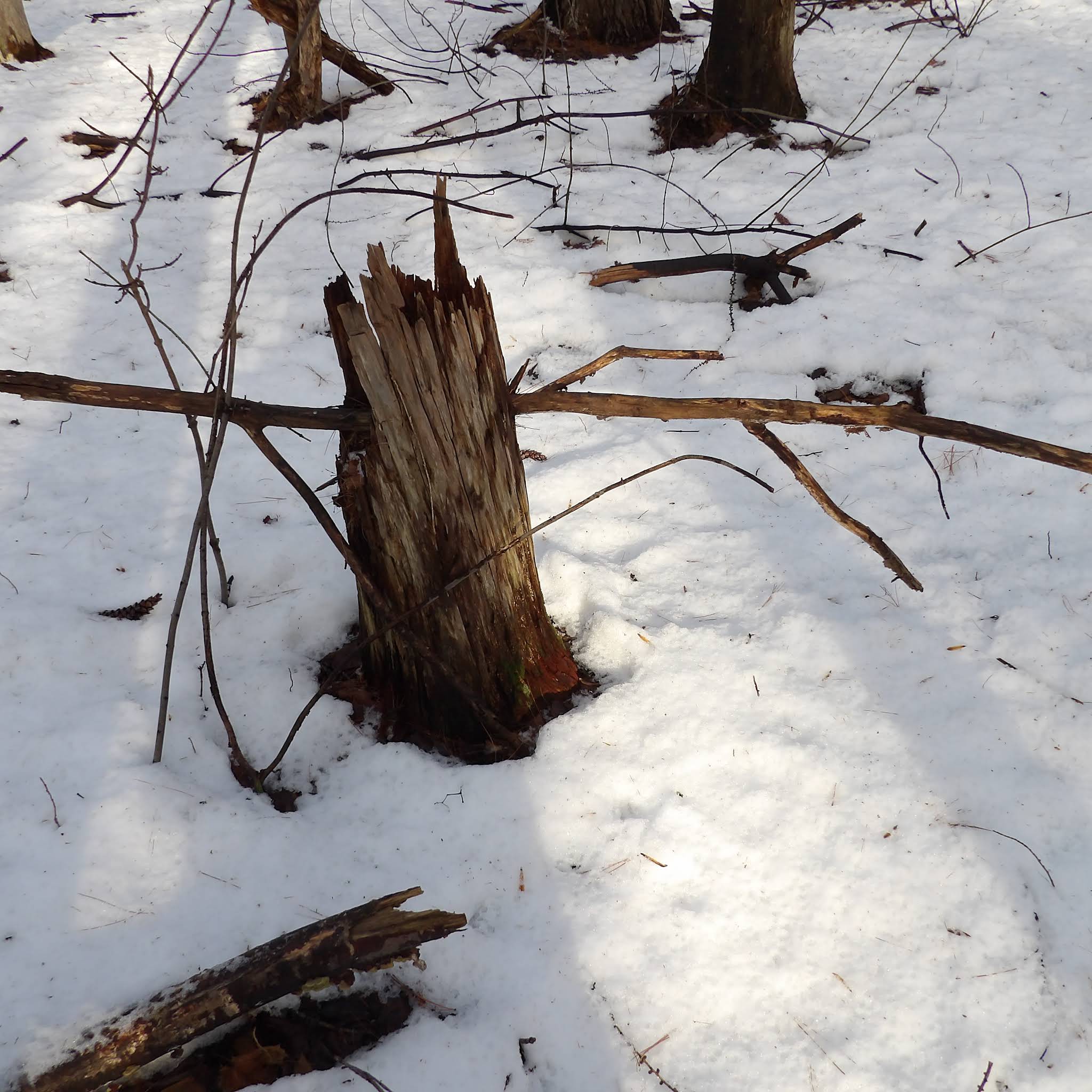 Post from Debra Mosley ~ Upstate, N.Y. Sabe