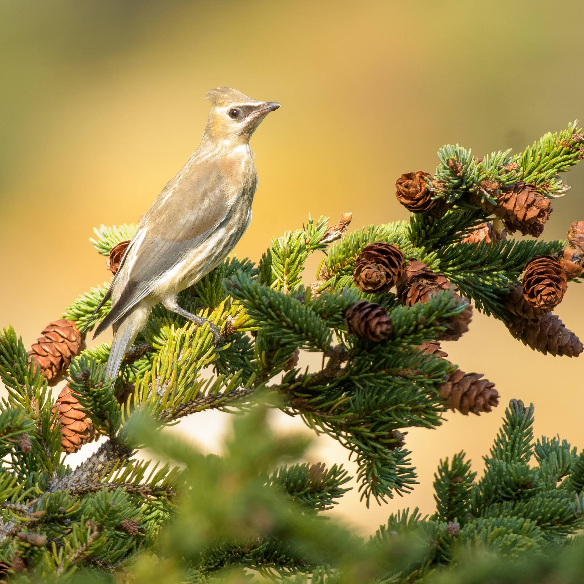 Post from Mills Wildlife Channel. Birds and more