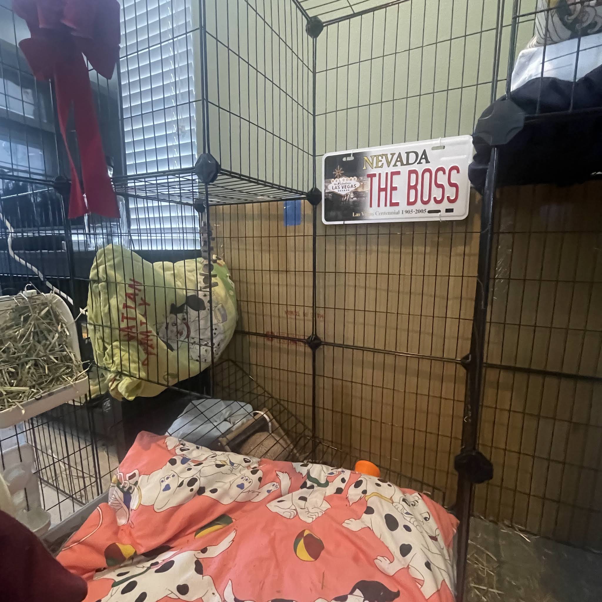 Post from Bunny Sanbei's Journey