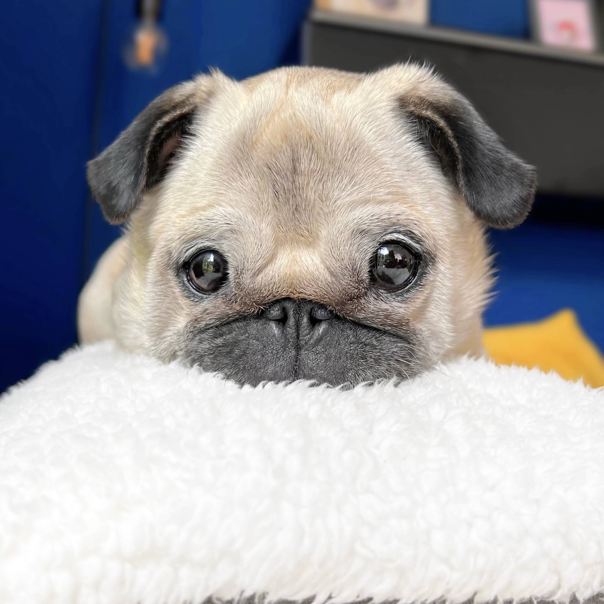 Post from Loulou the Pug
