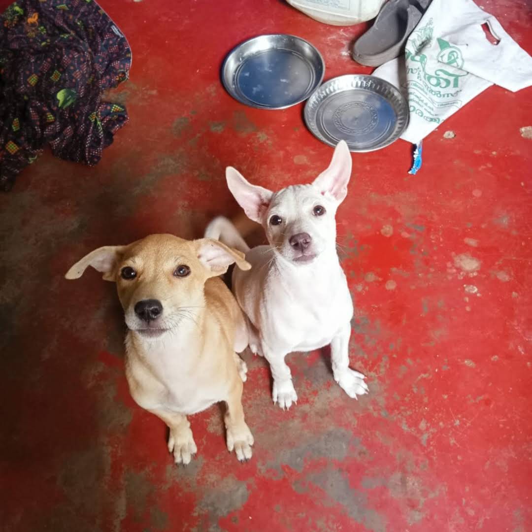 Post from Palakkadan changathi