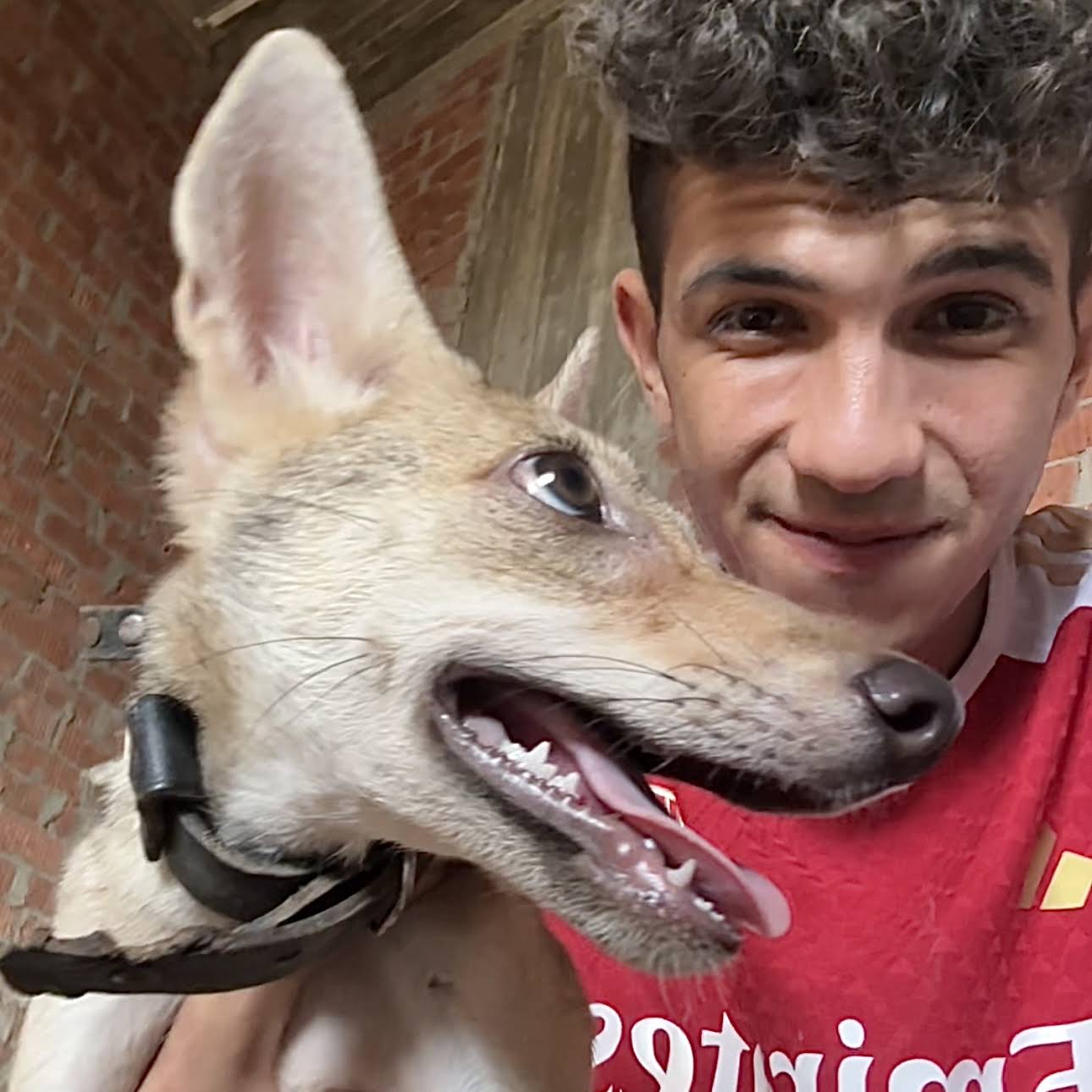 Post from Omar Ahmed - Animals