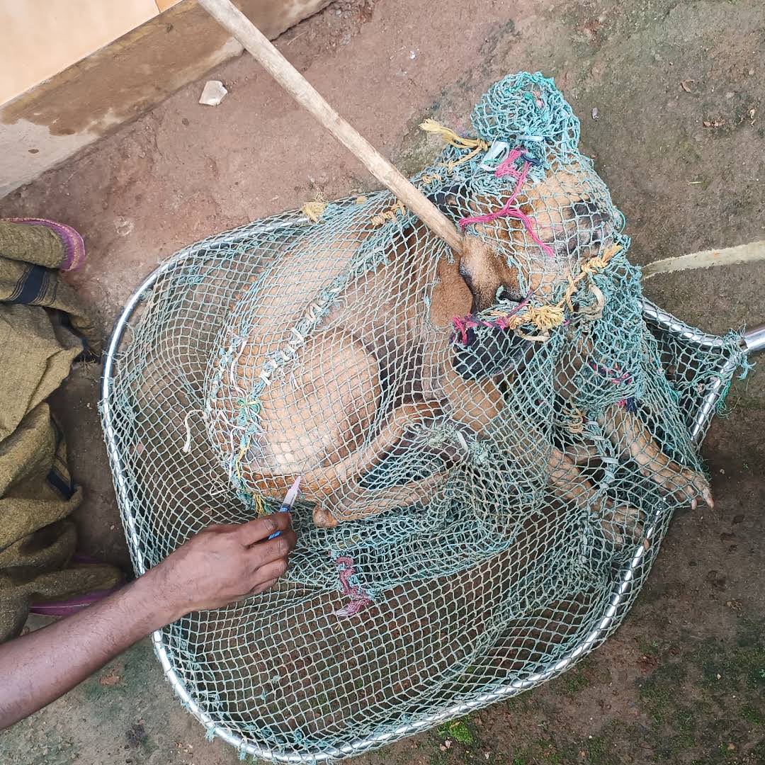 Post from Palakkadan changathi