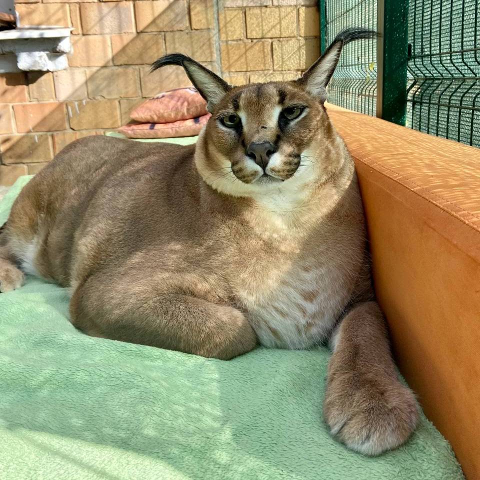 Post from Big Floppa Gosha Official