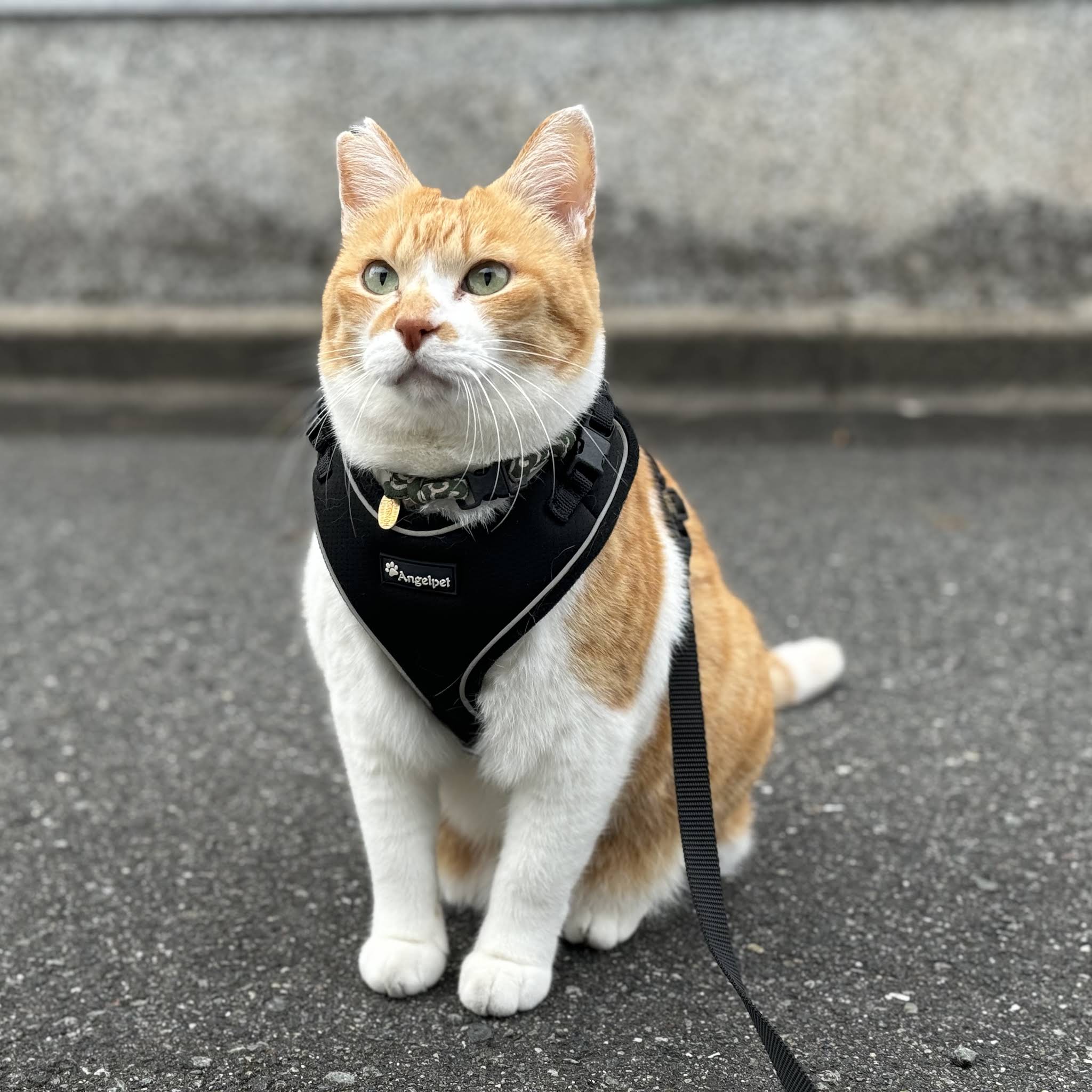 Post from How Chacha, a homeless cat ＆Rme