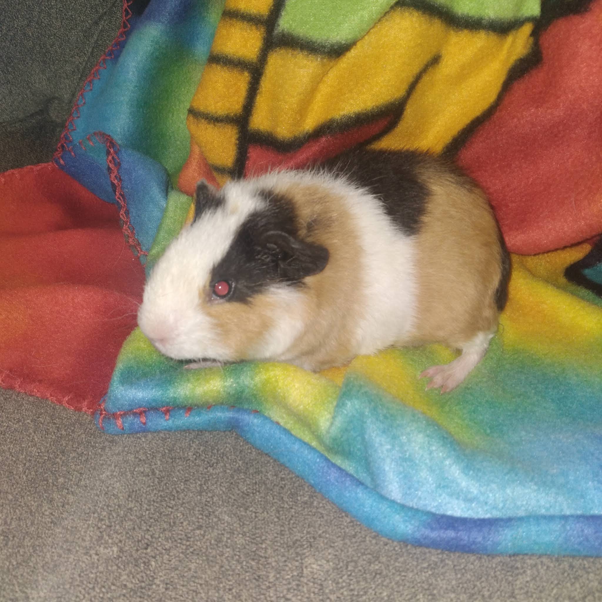 Post from Furby Fan 2004 (Peter Furnari)